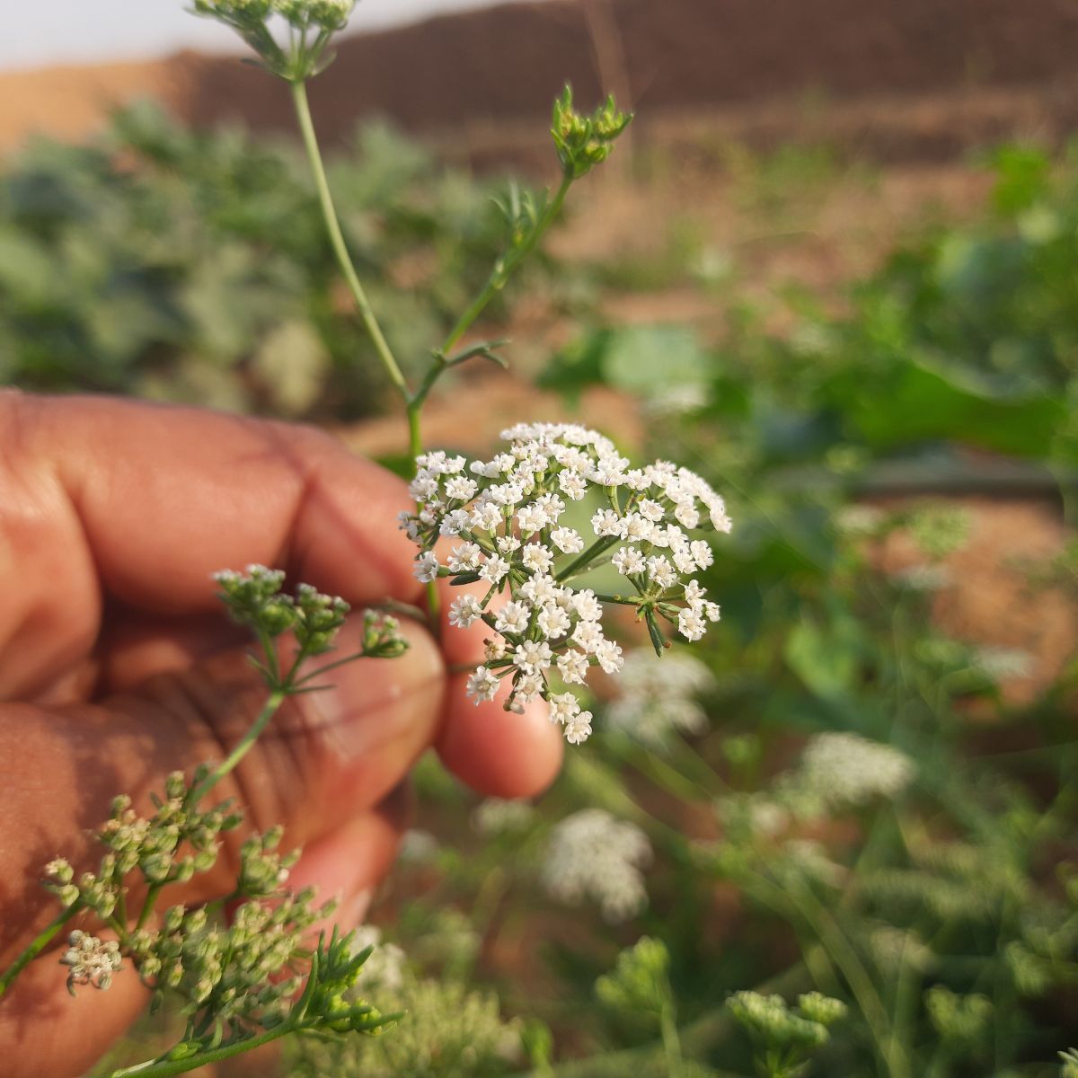 Carom/Ajwain Seeds: Nature's Powerhouse Spice | Local Sparrow