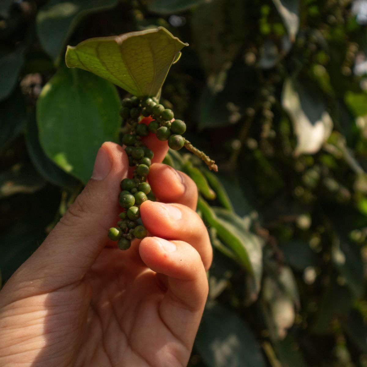 History Of Malabar Peppercorns - Uses & Health Benefits & More – Local ...